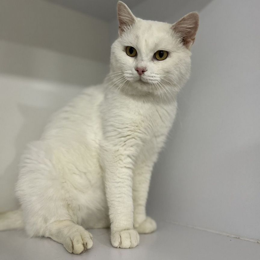 Взрослый кот в добрые руки