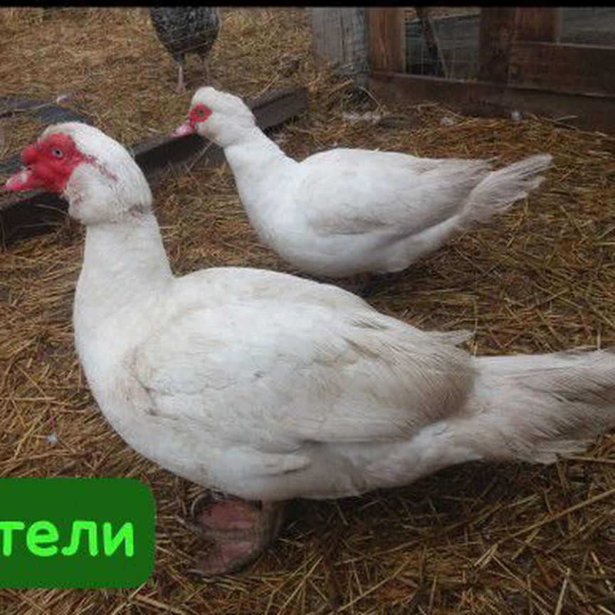 Индоутки тяжелой линии белые гримо