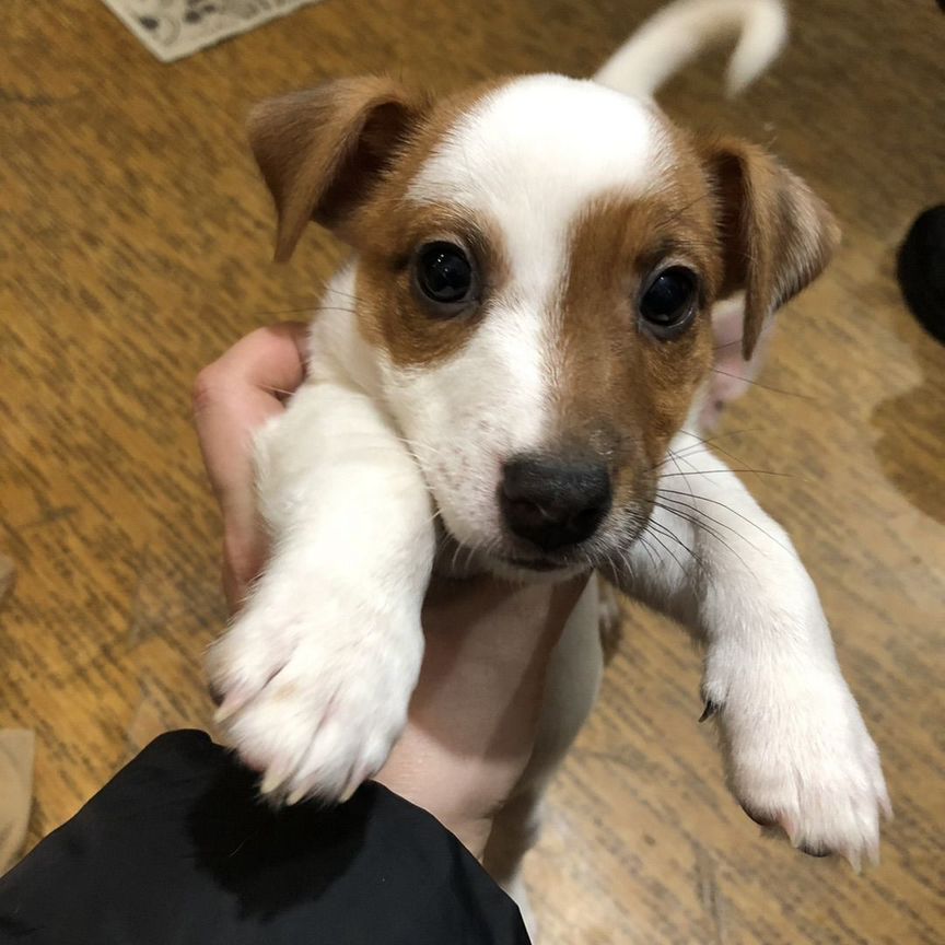 Джек рассел терьер щенок собака