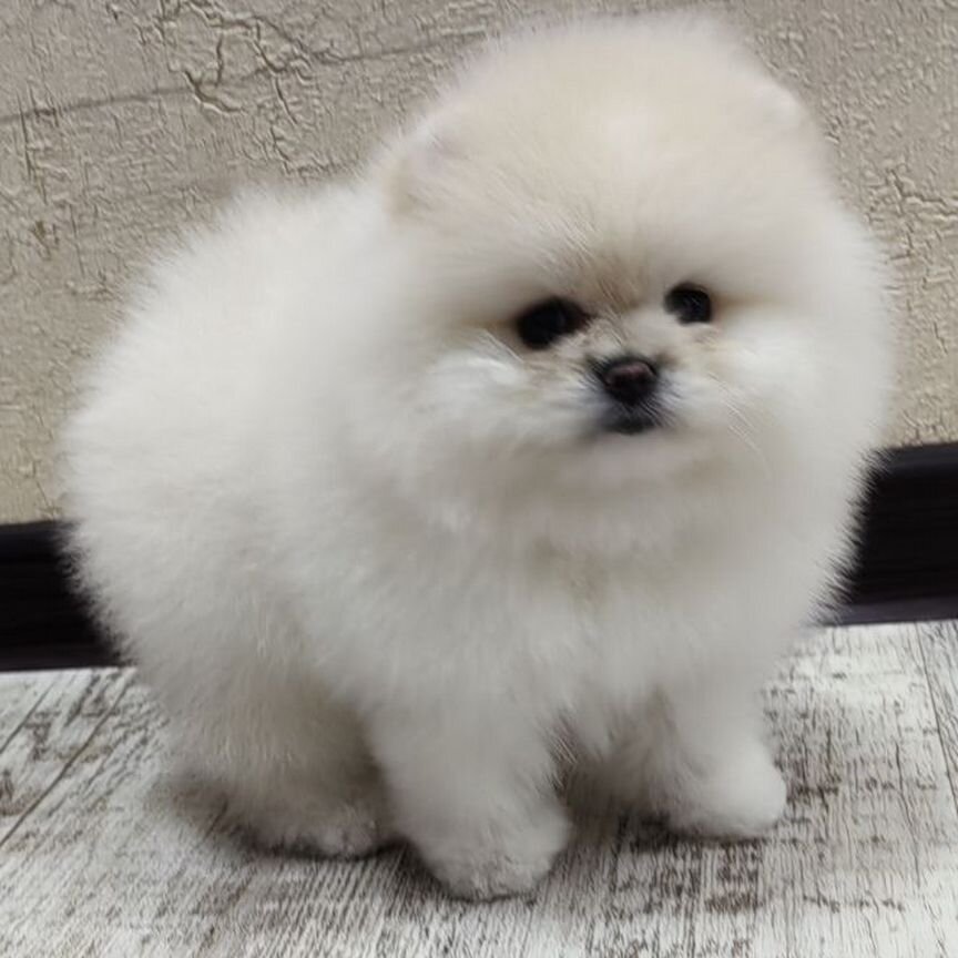 Померанский шпиц, щенок