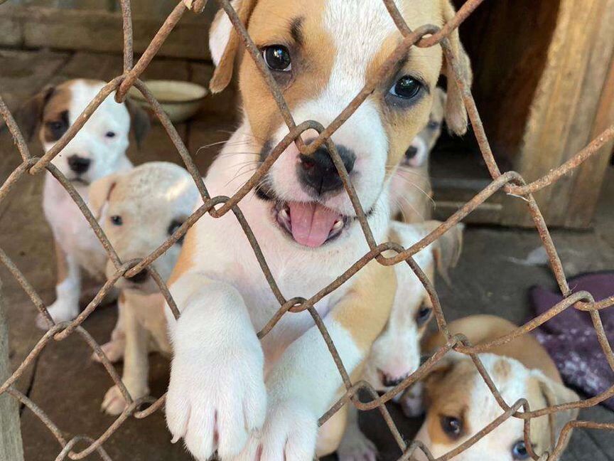 Стаффордширский терьер