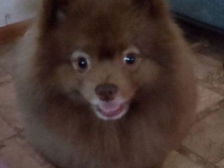 Померанский шпиц.вязка