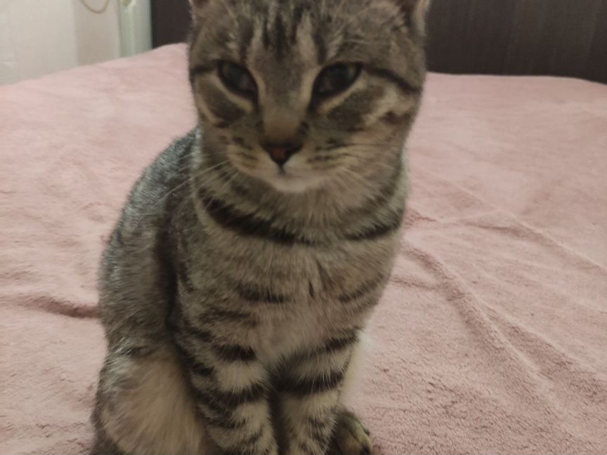 Отдам Кота в добрые руки