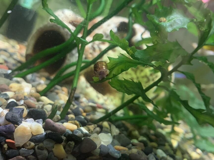 Улитка спикси