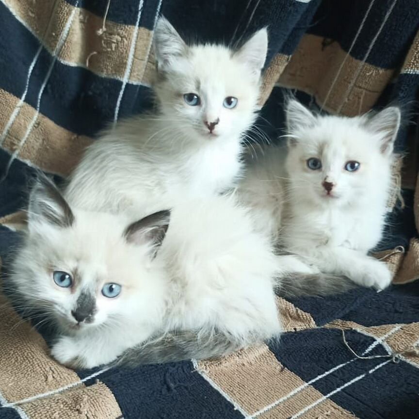 Котята в добрые руки