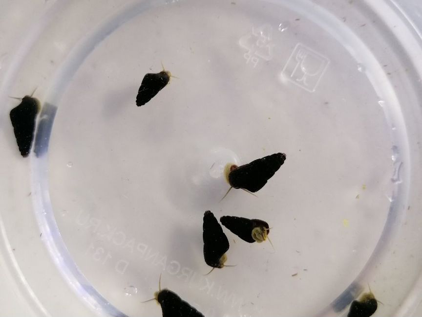 Улитки тиломелании