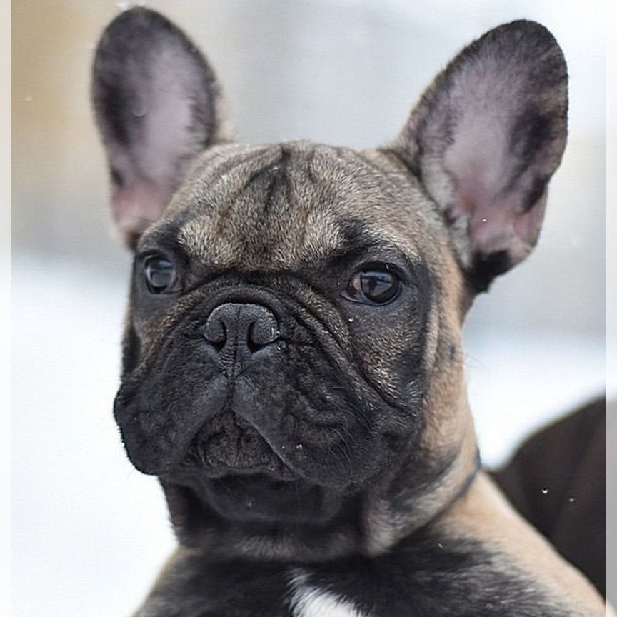 Французский бульдог, щенок
