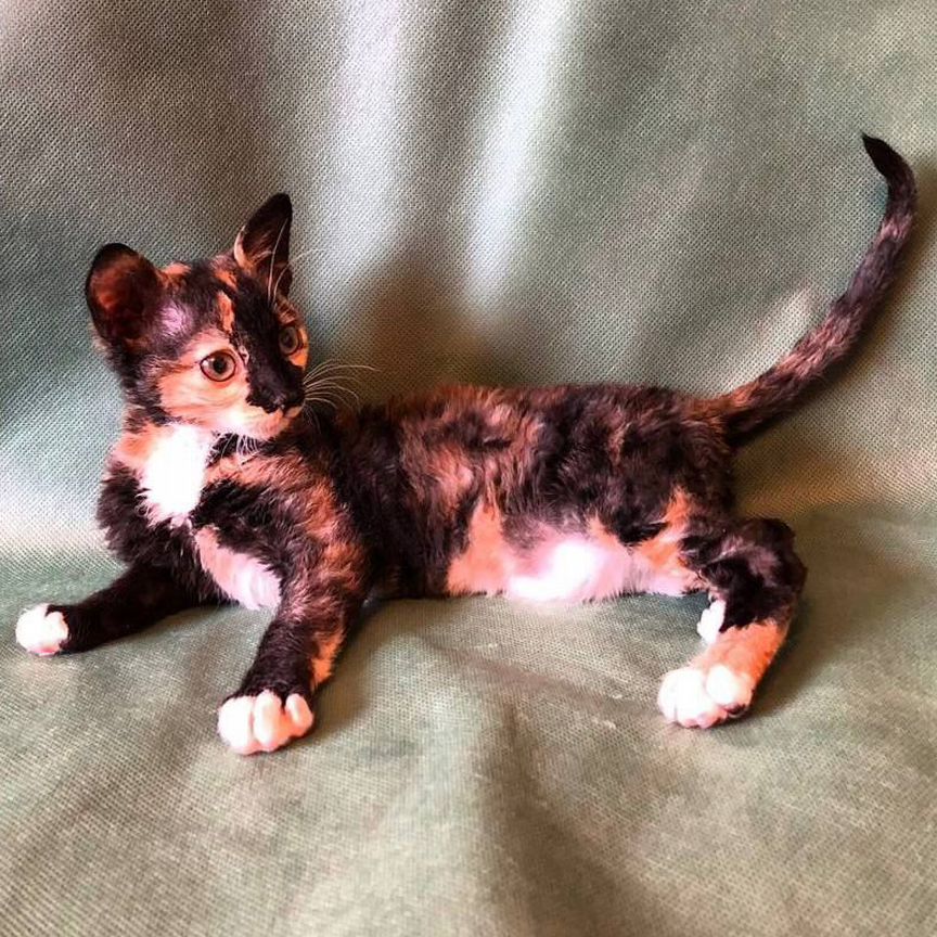 Уральский рекс котёнок