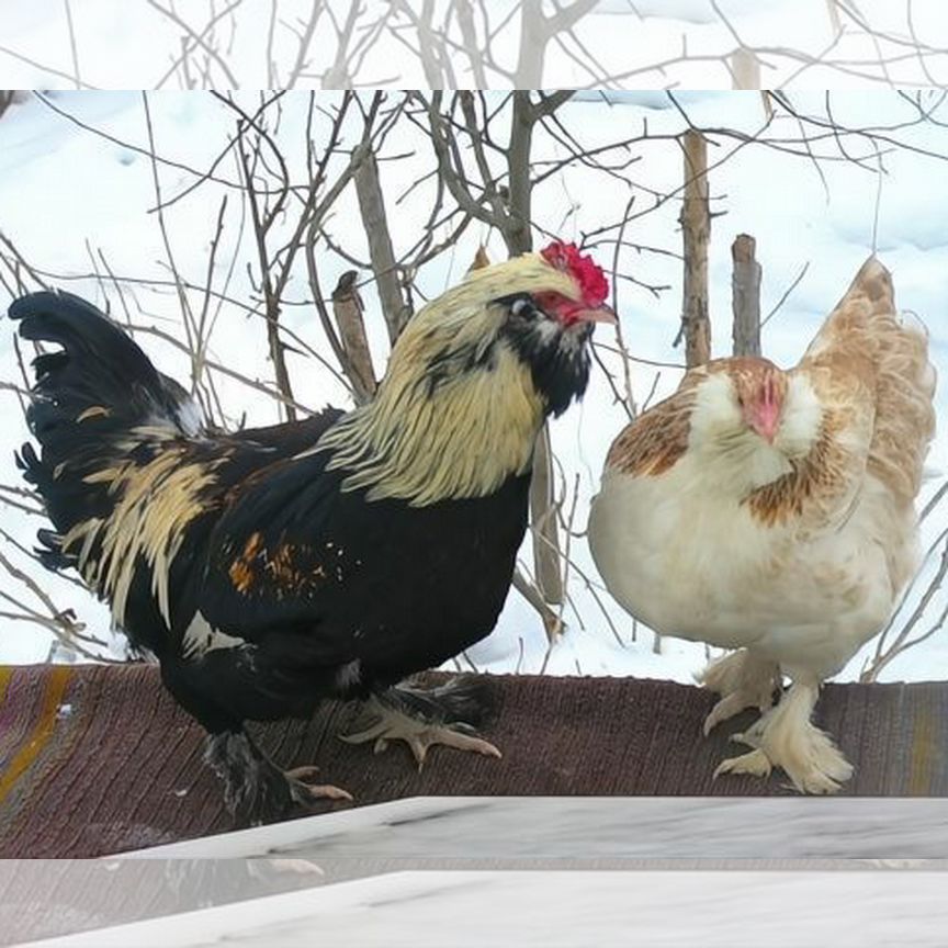 Куры Фавероль Семья