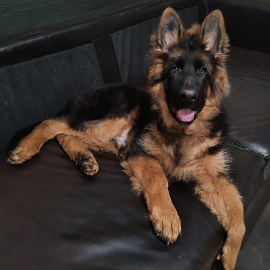 Немецкая овчарка, щенок