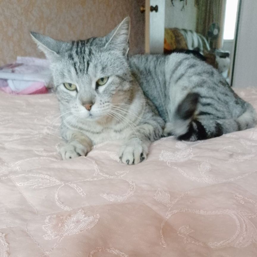 Кошка ищет дом