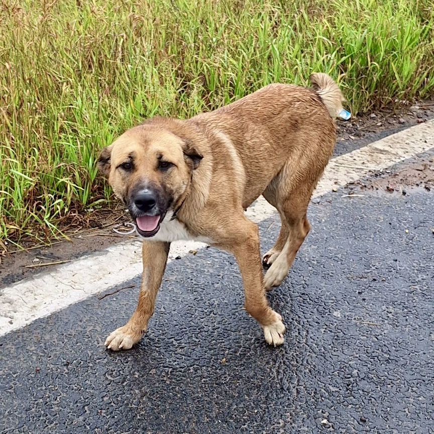 Собака в добрые руки