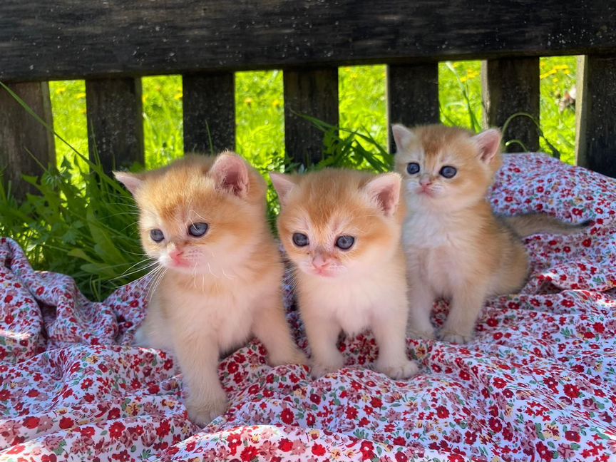 Котятки