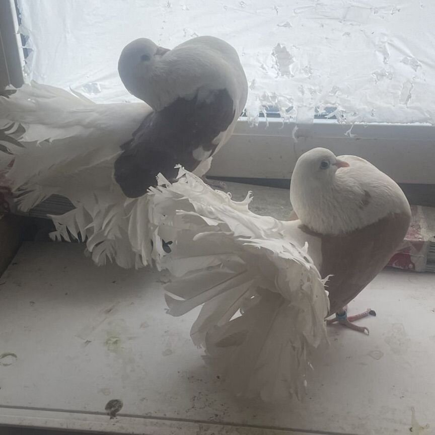 Продажа голубей