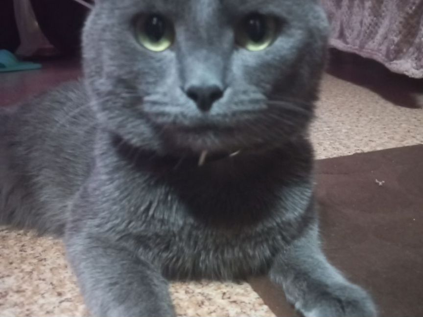 Русская голубая