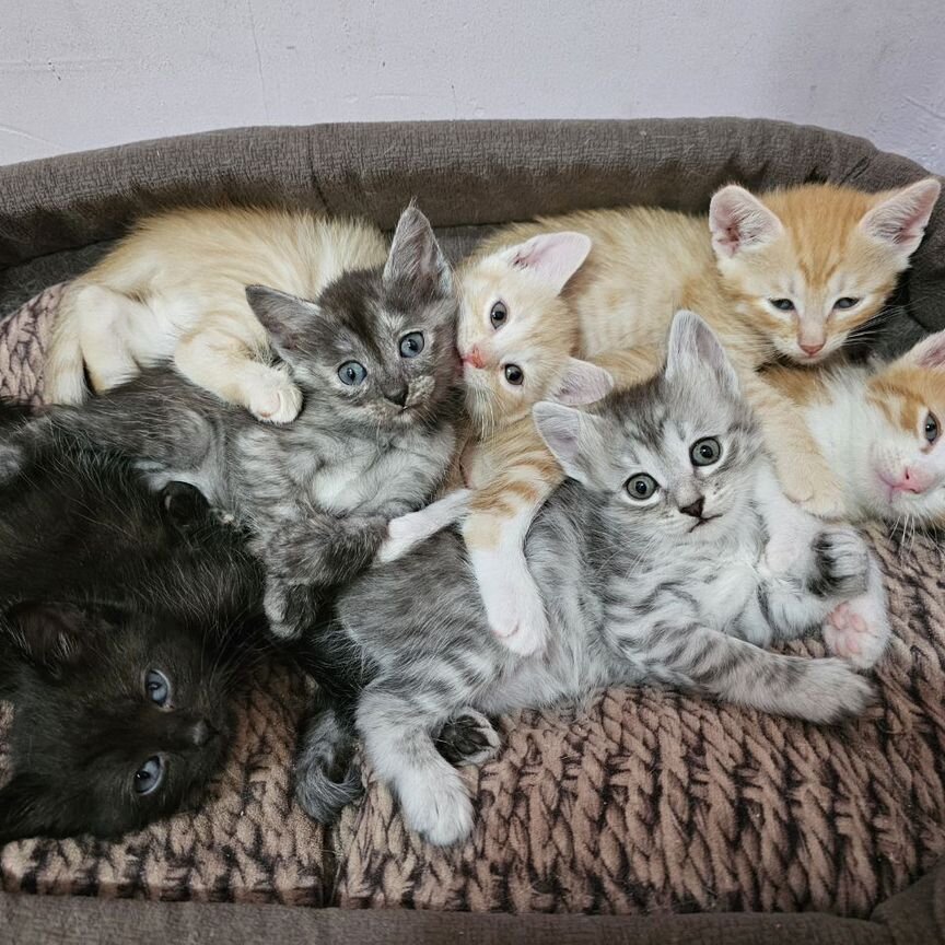 Котята super