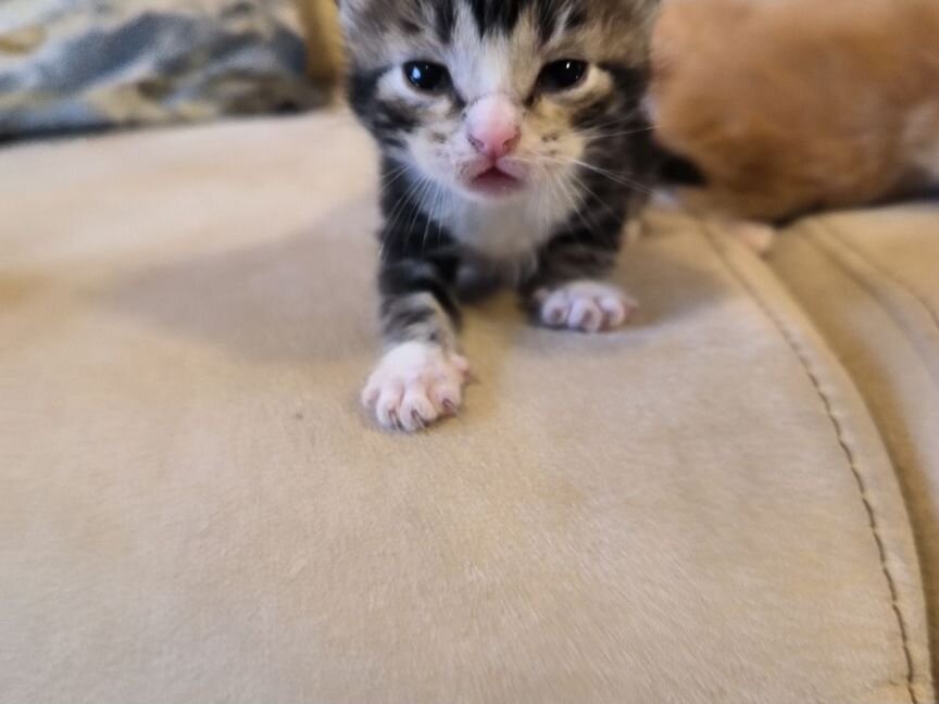 Котята