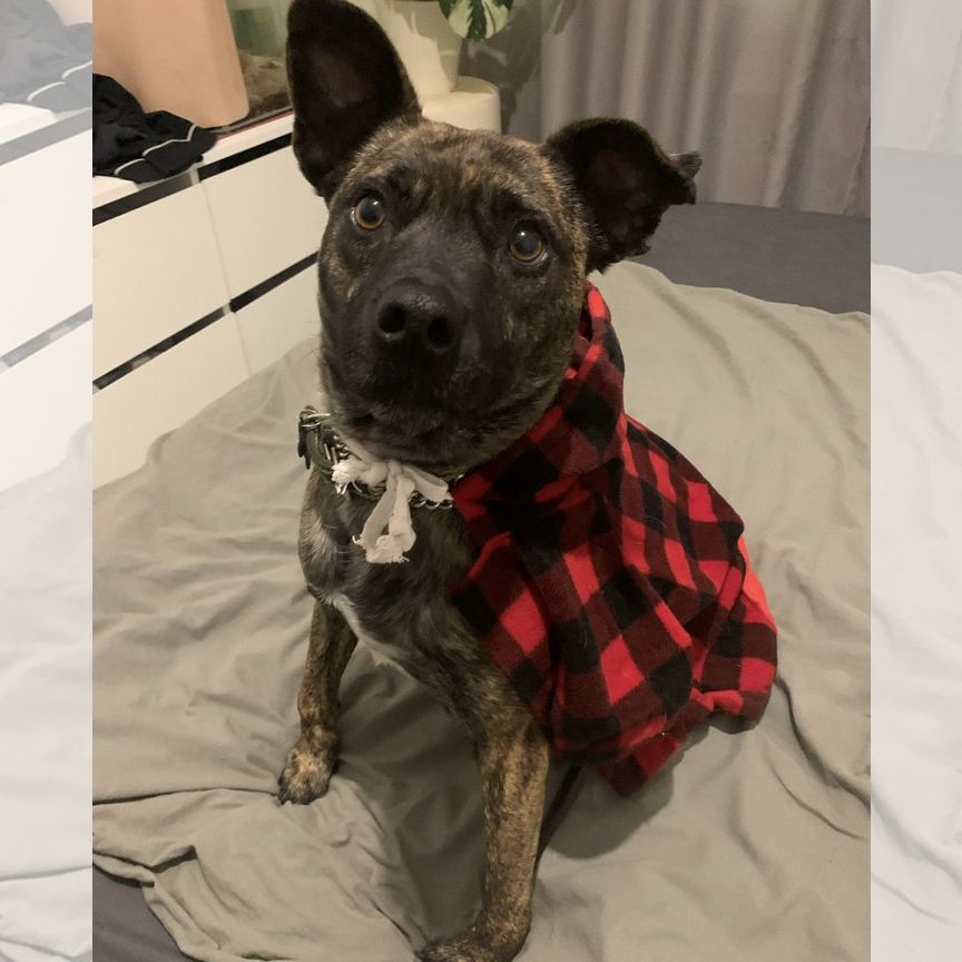 Взрослая собака в добрые руки