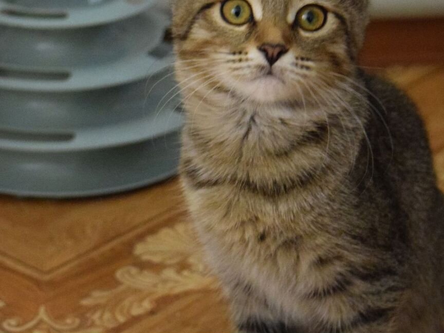 Котёнок девочка хорошая добрая чудесная красивая