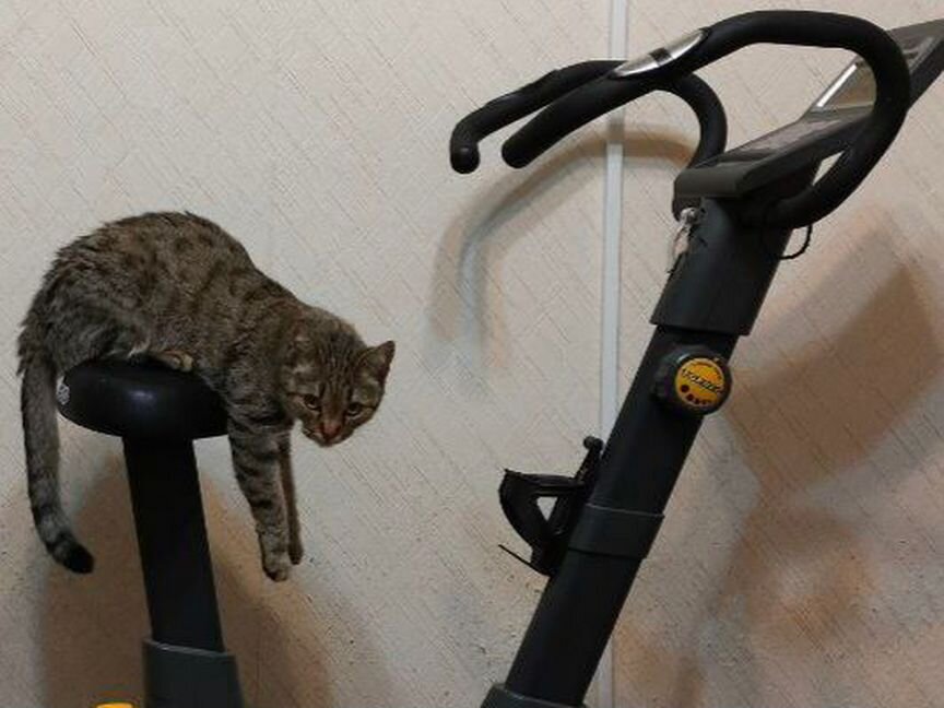 Кошка Муся ищет новый дом