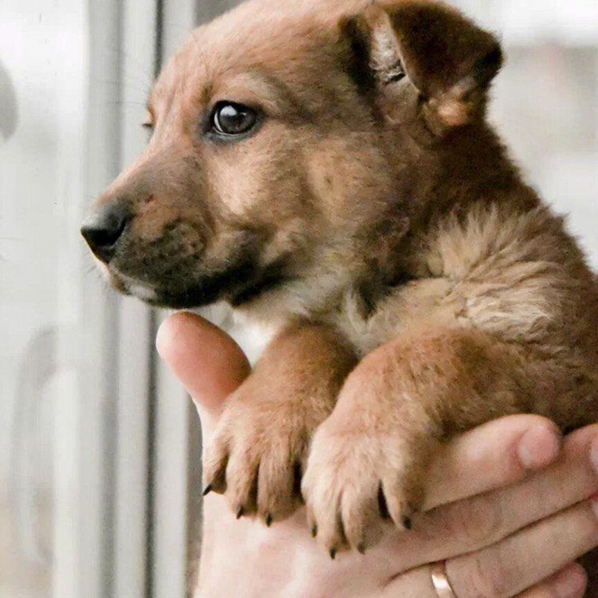 Щенок в добрые руки