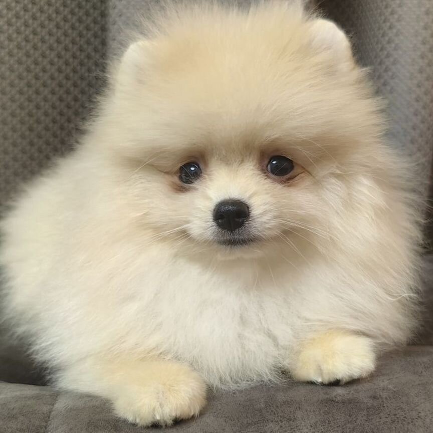 Померанский шпиц, щенок