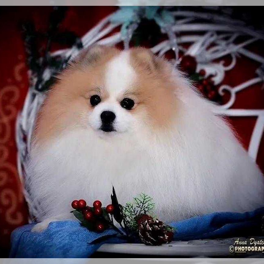 Кобель на вязку