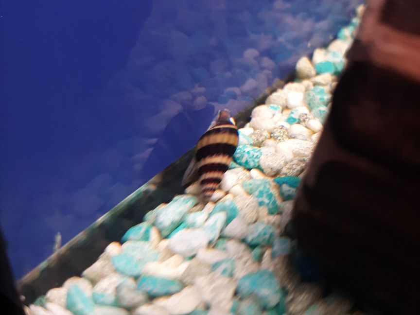 Улитки хилена