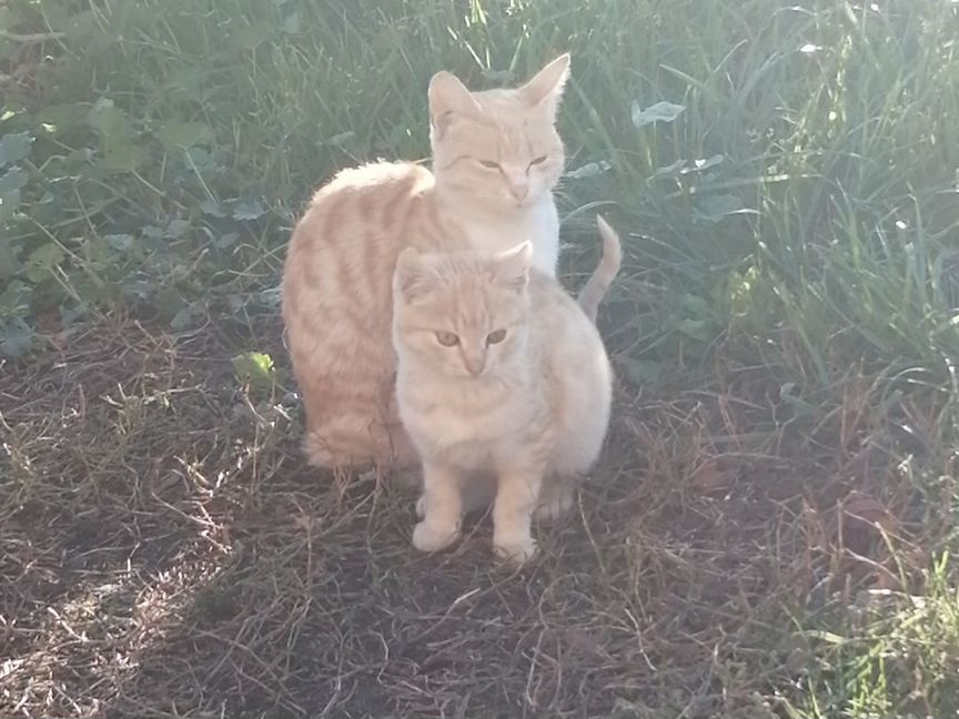 Котенок в добрые руки