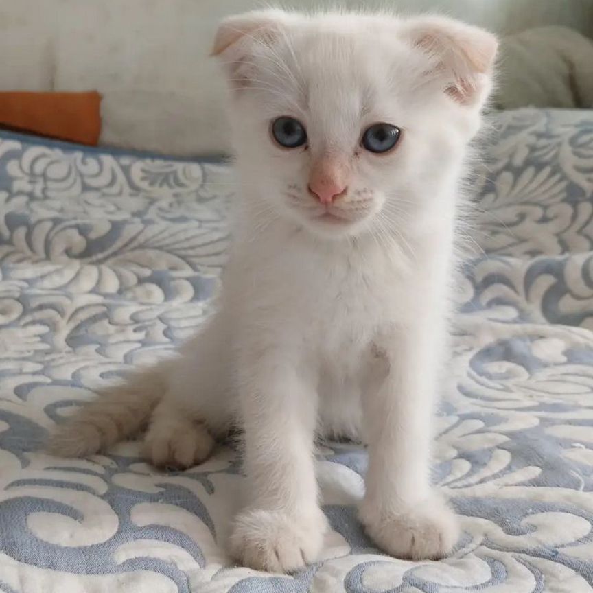 Шотландский вислоухий короткошёрстный котёнок