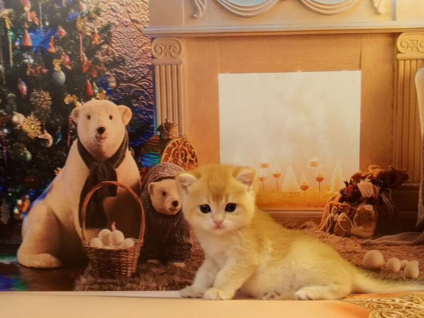 Брит. мальчик valentin BRI NY12 золотая шиншилла