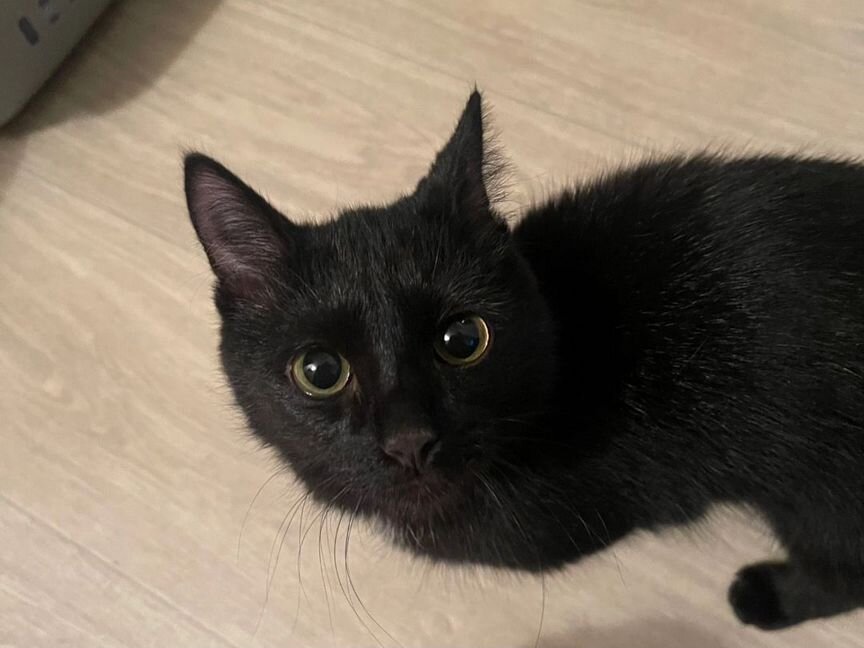 Кошка в дар