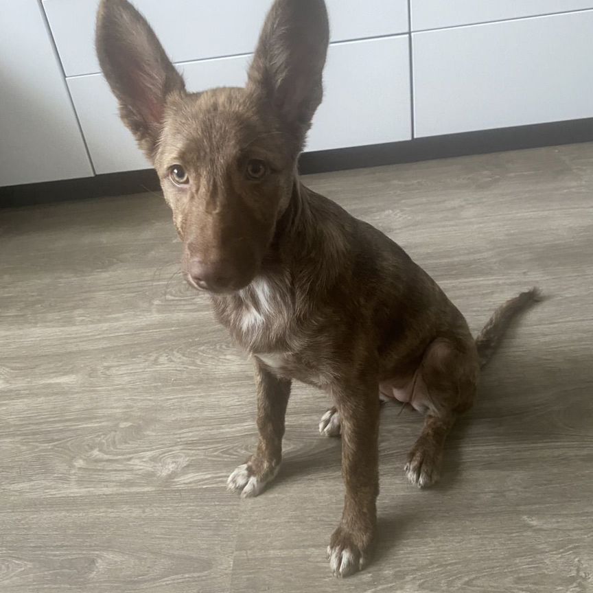 Щенок в добрые руки