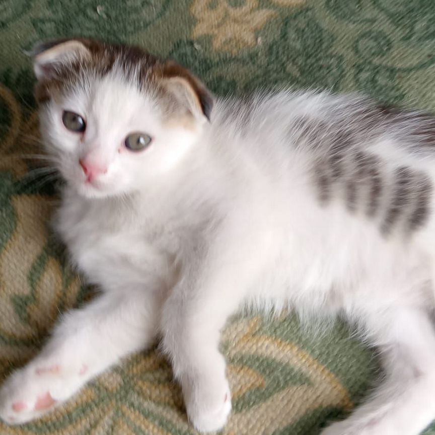 Домашние животные котята