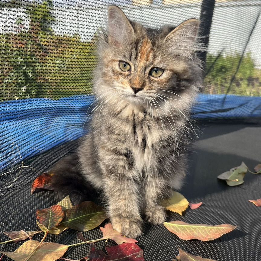 Сибирский котенок
