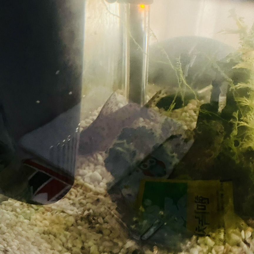 Сомик синодонтис