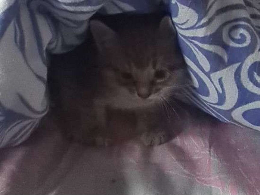 Котятки бесплатно