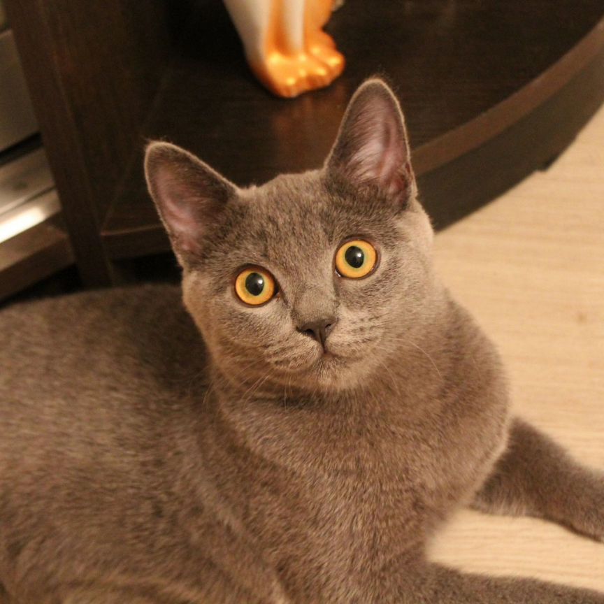Кошка в добрые руки