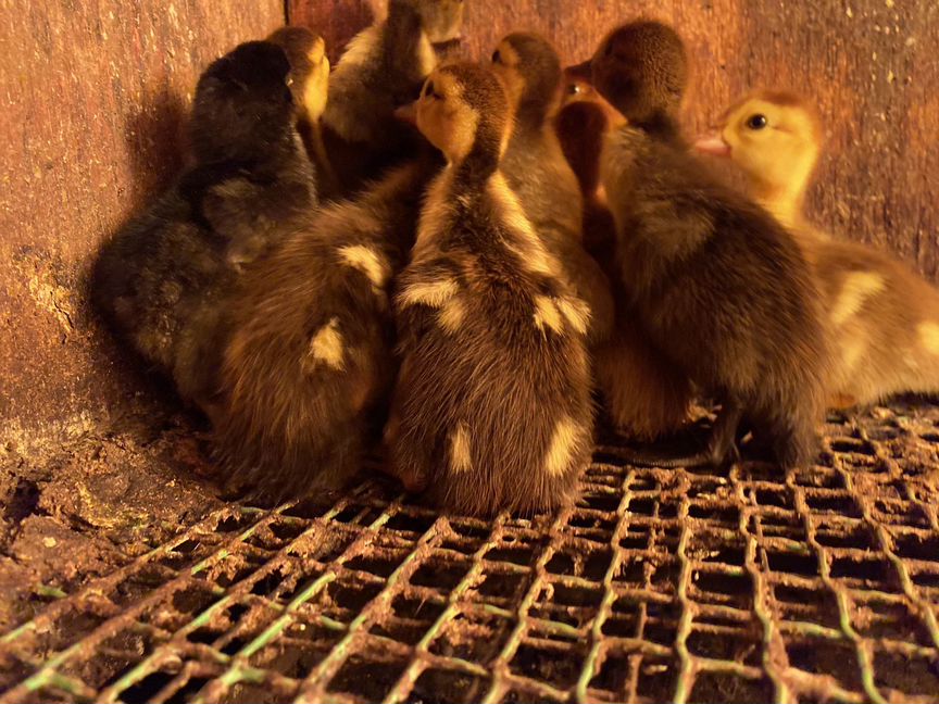 Суточные индоутята