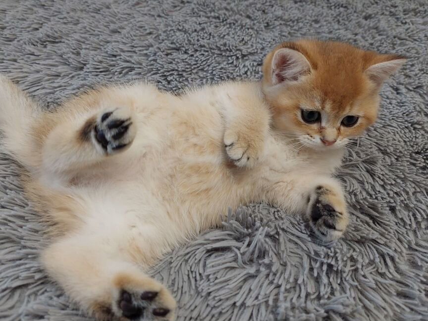 Котенок британская золотая шиншилла