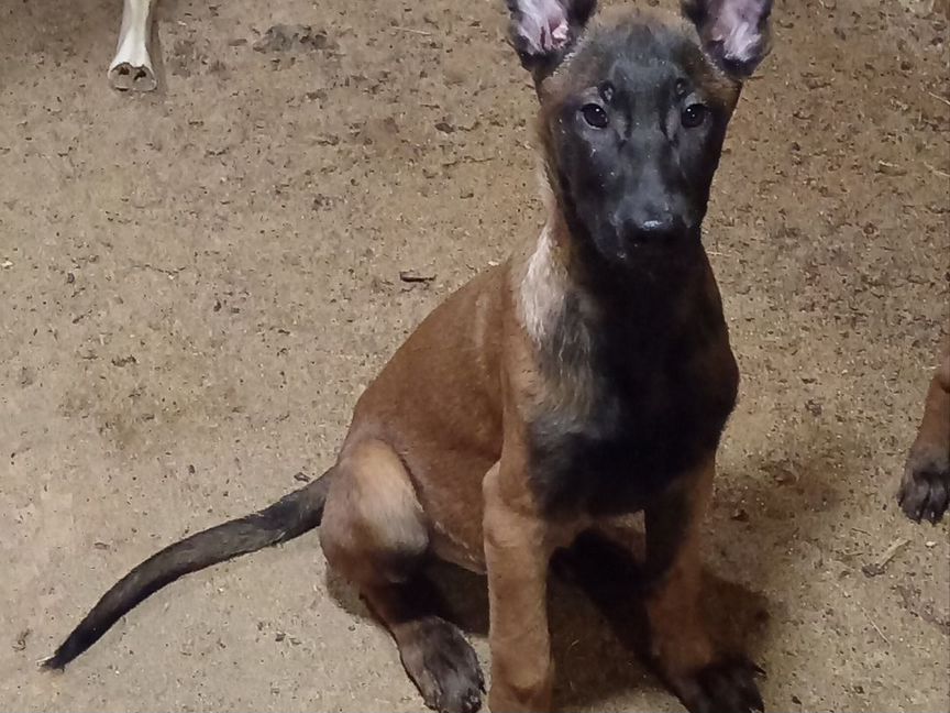 Кобель малинуа крови nkpv