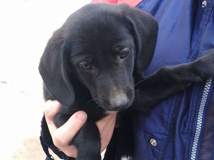 Собака в добрые руки дворовая