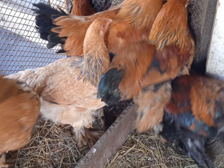 Куры цыплята