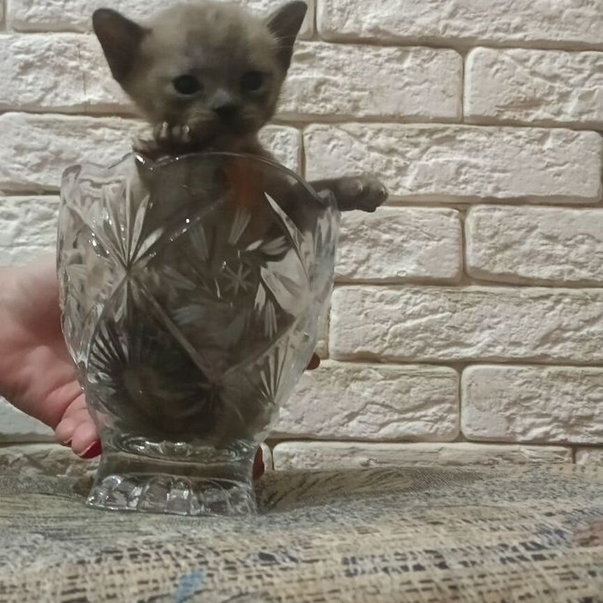 Продам котят