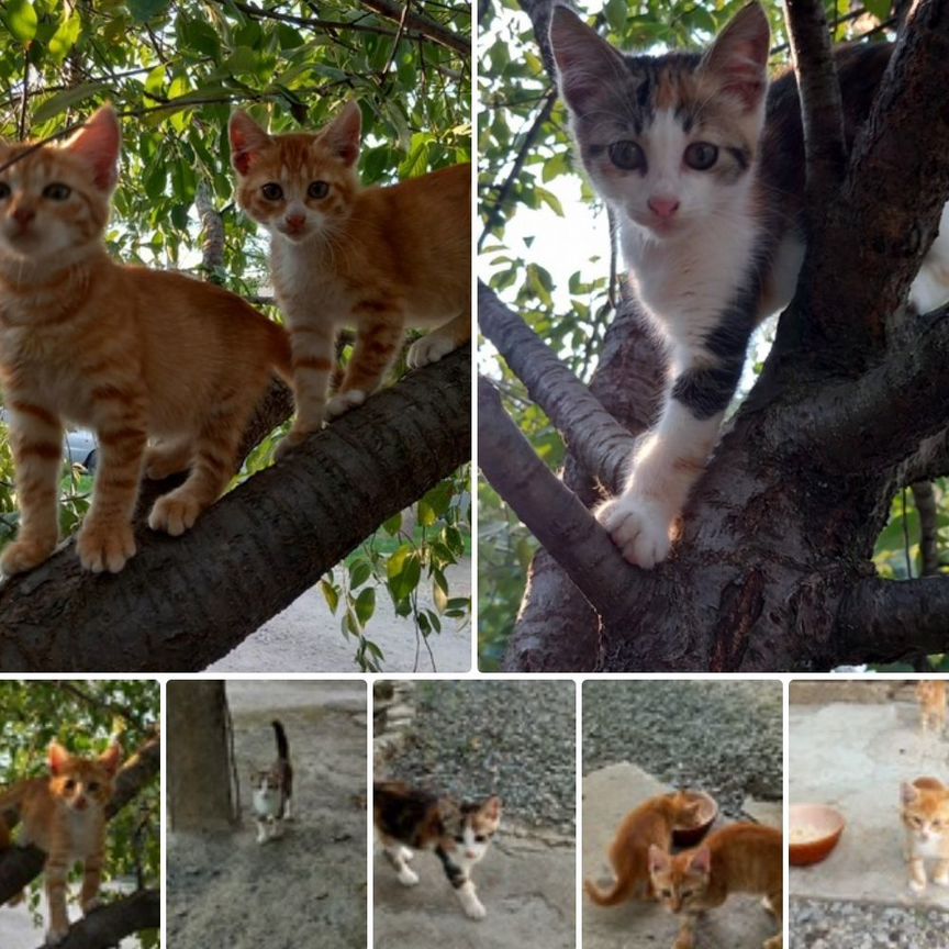 Котята в добрые руки