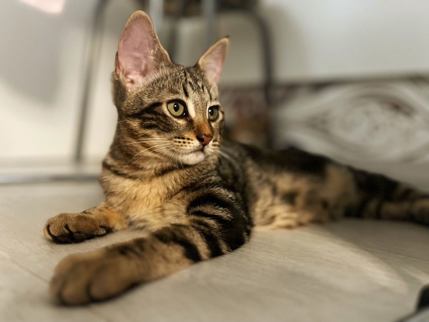Чаузи F3 котенок