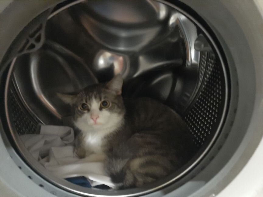 Шотландский кот
