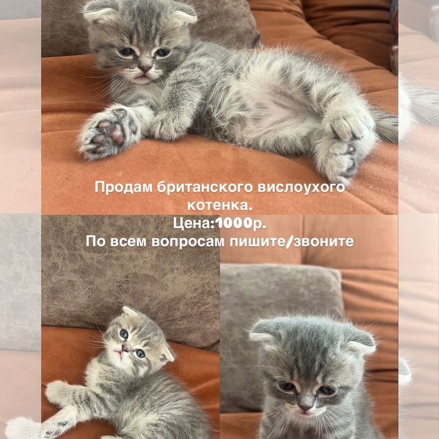 Британские котята