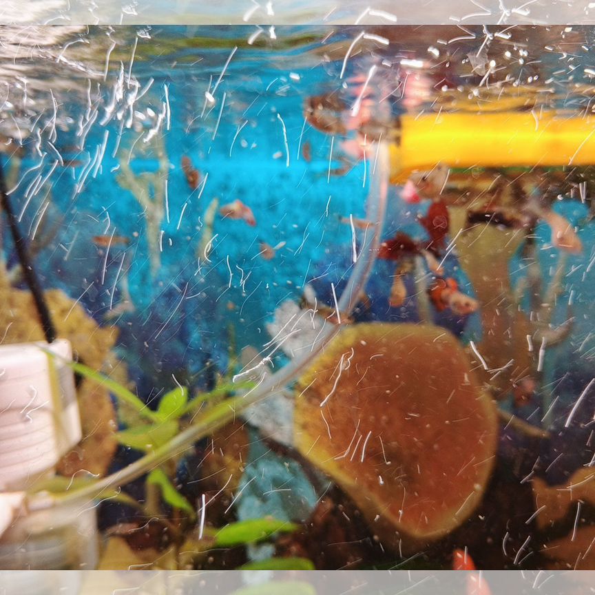 Рыбки гуппи