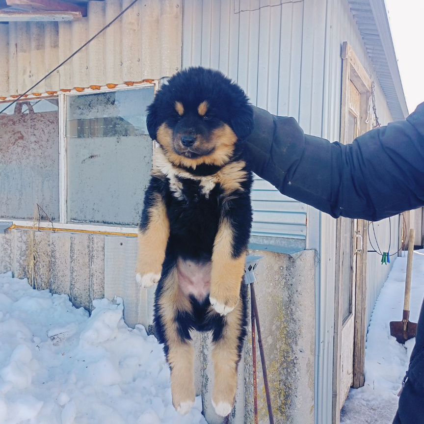 Монгол Банхар сука